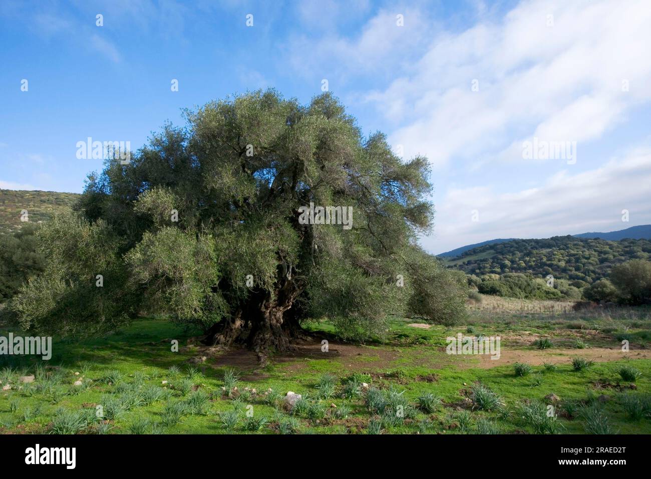 Old olive tree, Sardinia (Olea europaea silvestris), Wild olive tree, Italy Stock Photo - Alamy