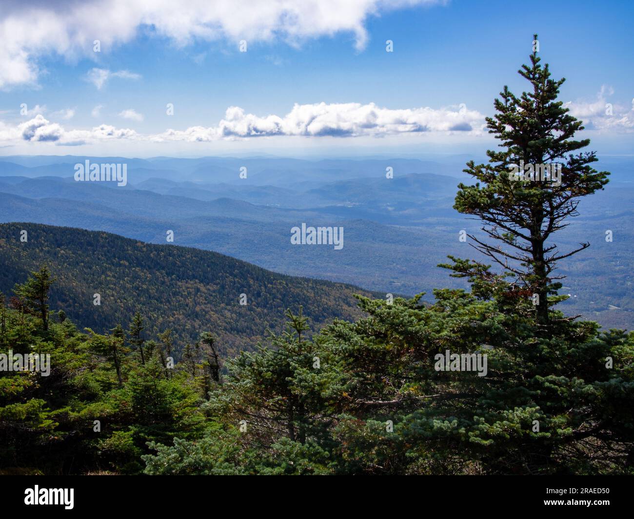 From Mount Mansfield, Vermont, USA, a pine tree frames the view of the ...