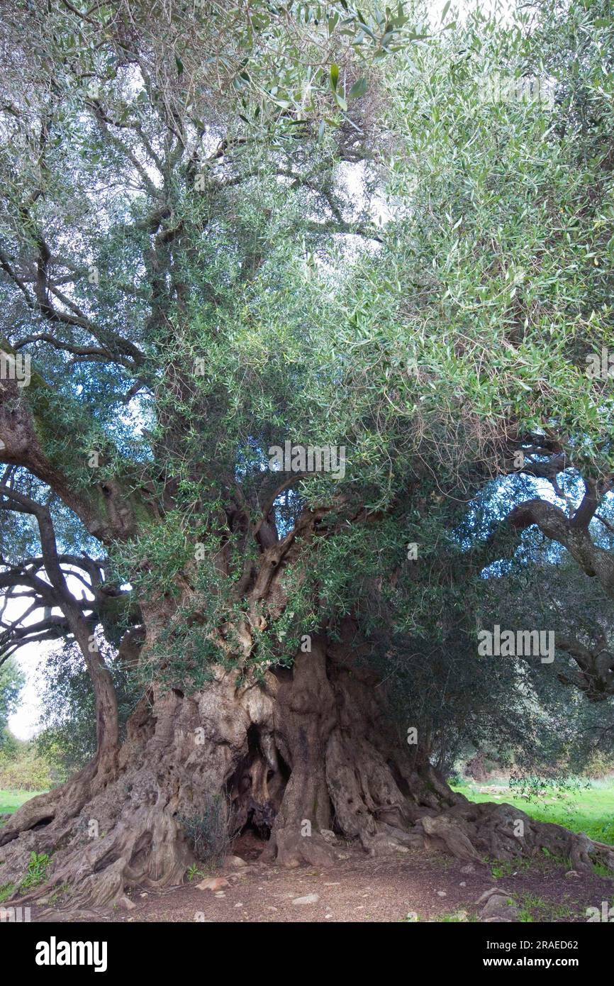 Old olive tree, Sardinia (Olea europaea silvestris), Wild olive tree ...