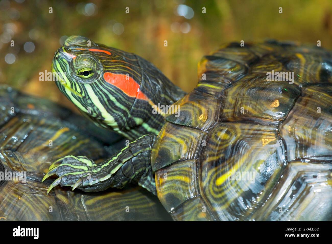 Red-eared Turtle (Trachemys scripta elegans) (Pseudemys scripta elegans ...