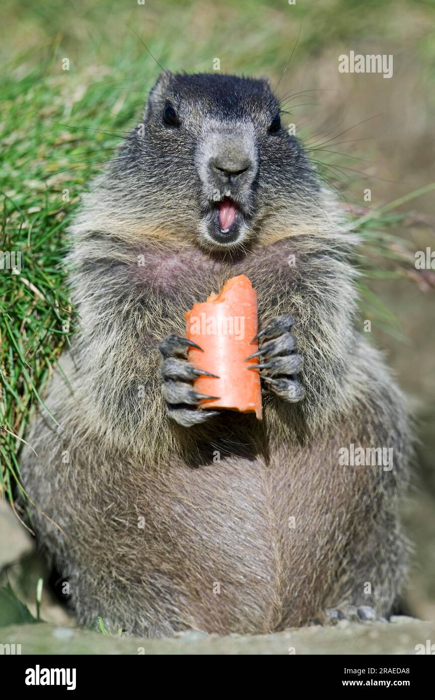 Marmot (marmota) (Alps), Marmoto, Hohe Tauern National Park ...