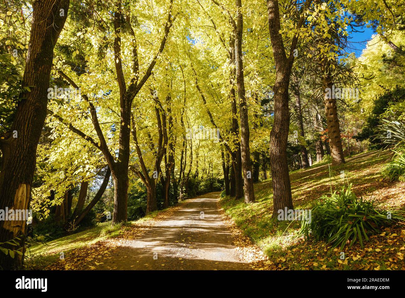 Wombat Hill Botanic Gardens in Daylesford Australia Stock Photo - Alamy