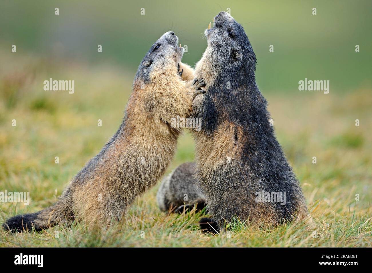 Marmot (marmota) (Alps), Marmoto, Hohe Tauern National Park ...