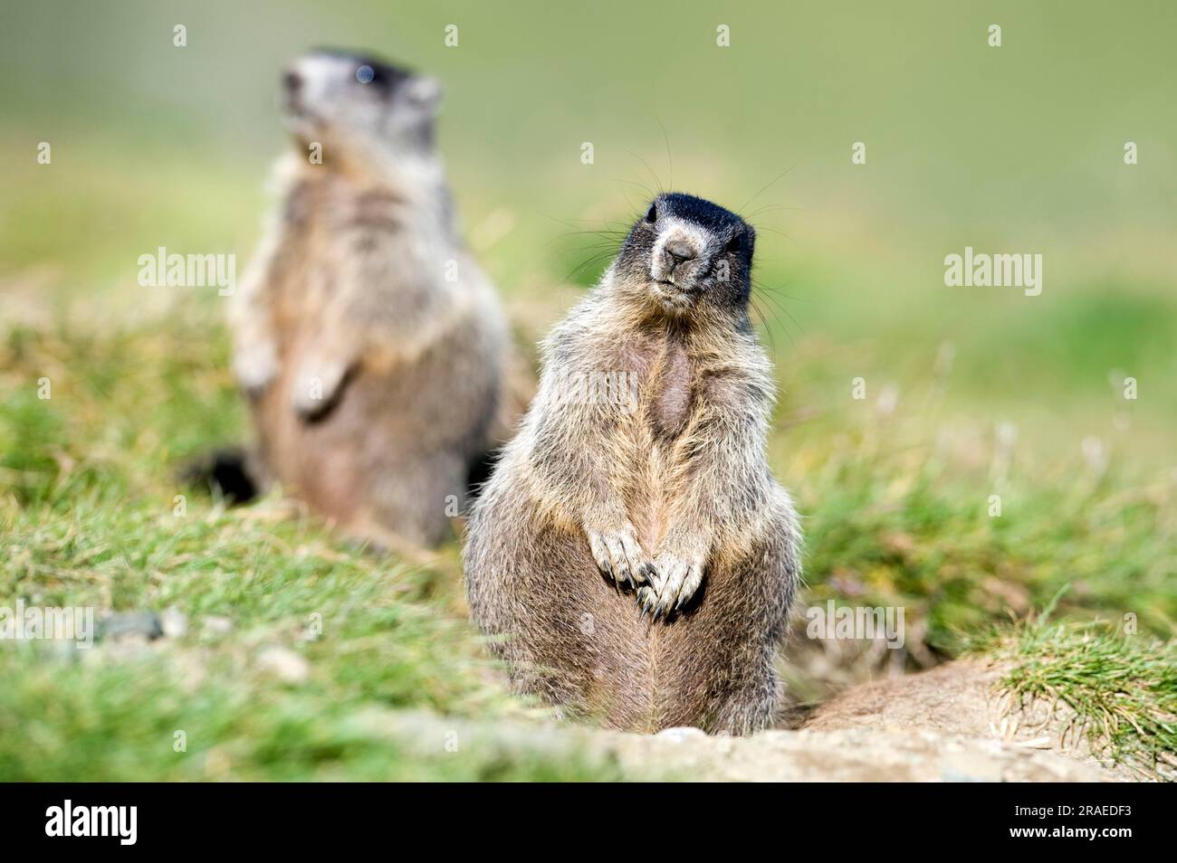 Marmot (marmota) (Alps), Marmoto, Hohe Tauern National Park ...