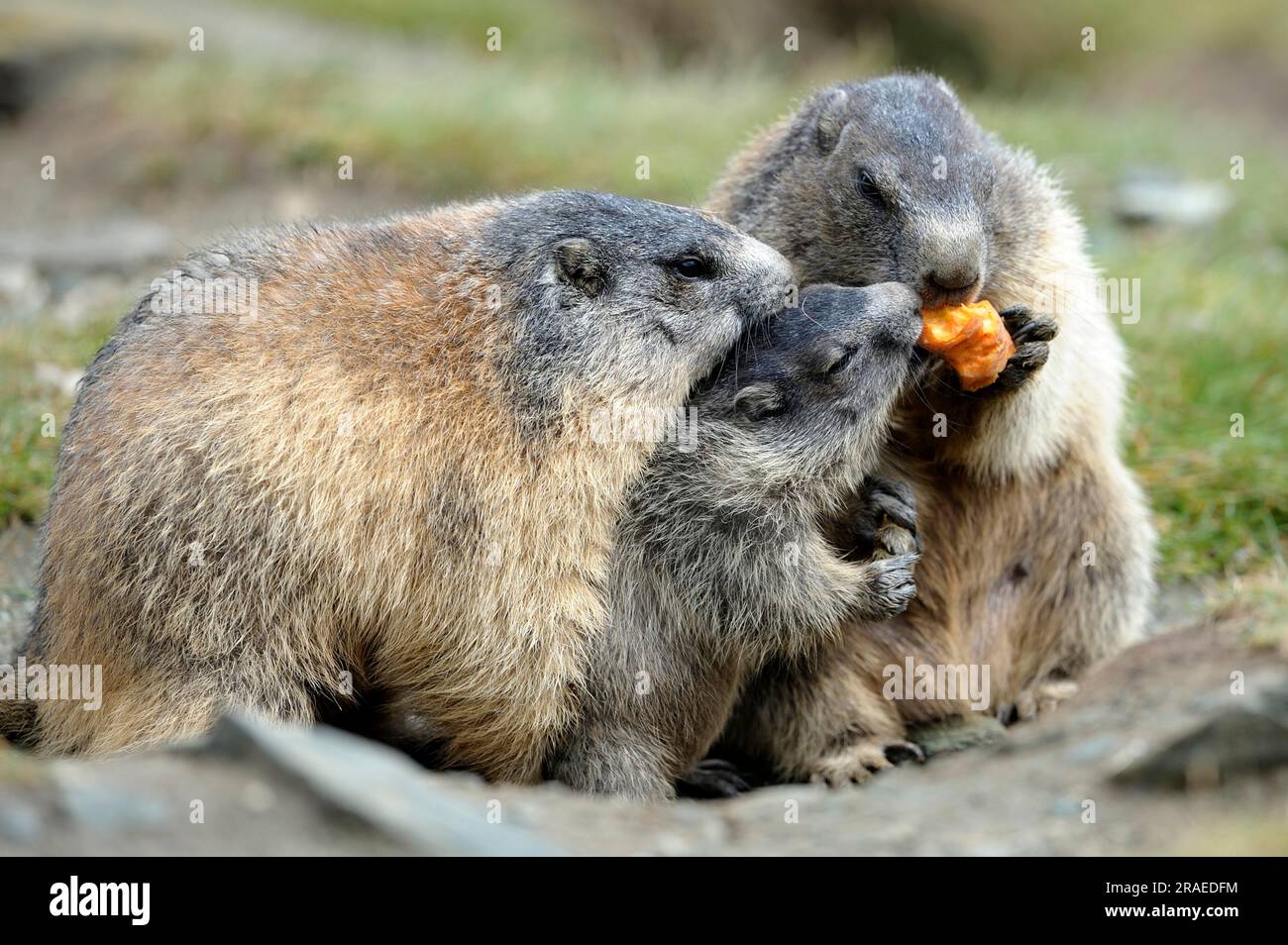 Marmot (marmota) (Alps), Marmoto, Hohe Tauern National Park, Grossglockner High Alpine Road ...