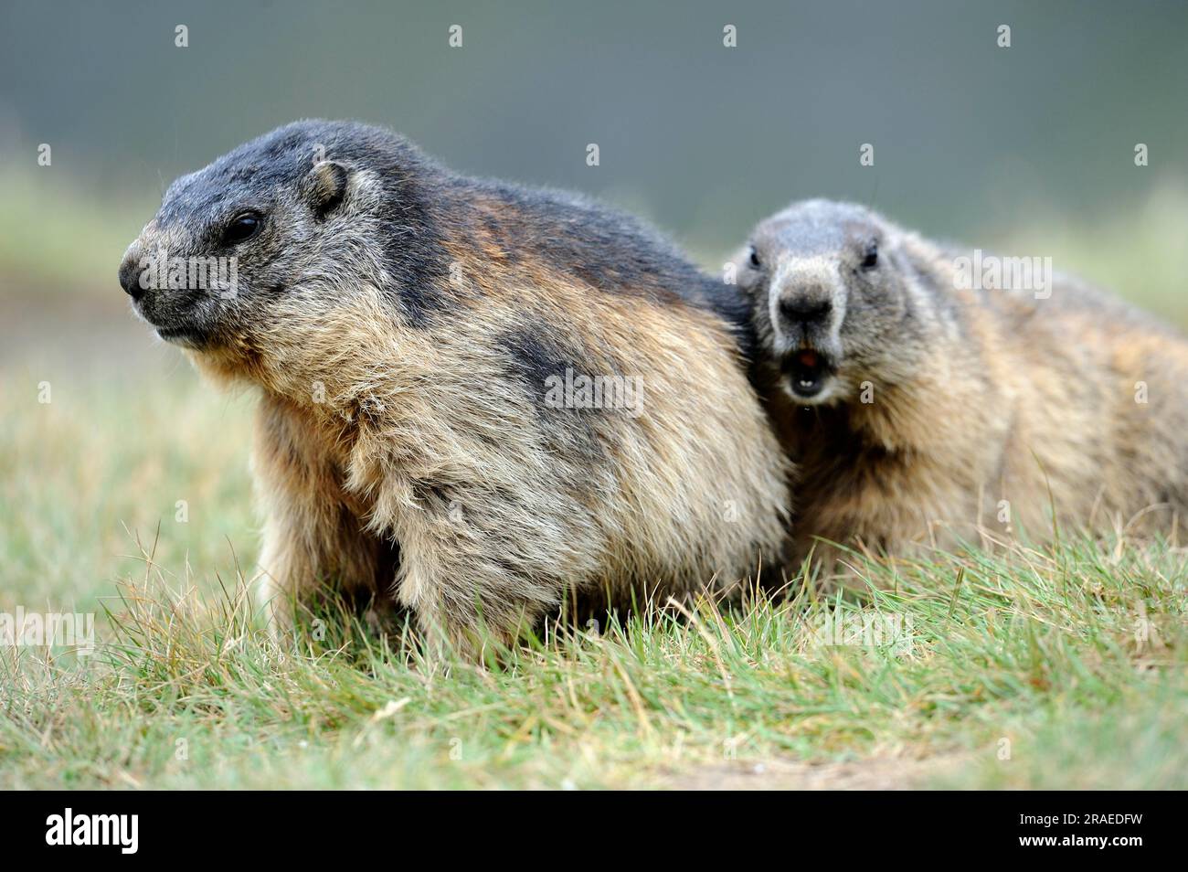 Marmot (marmota) (Alps), Marmoto, Hohe Tauern National Park ...