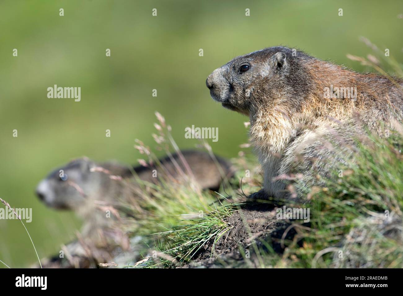 Marmot (marmota) (Alps), Marmoto, Hohe Tauern National Park, Grossglockner High Alpine Road ...