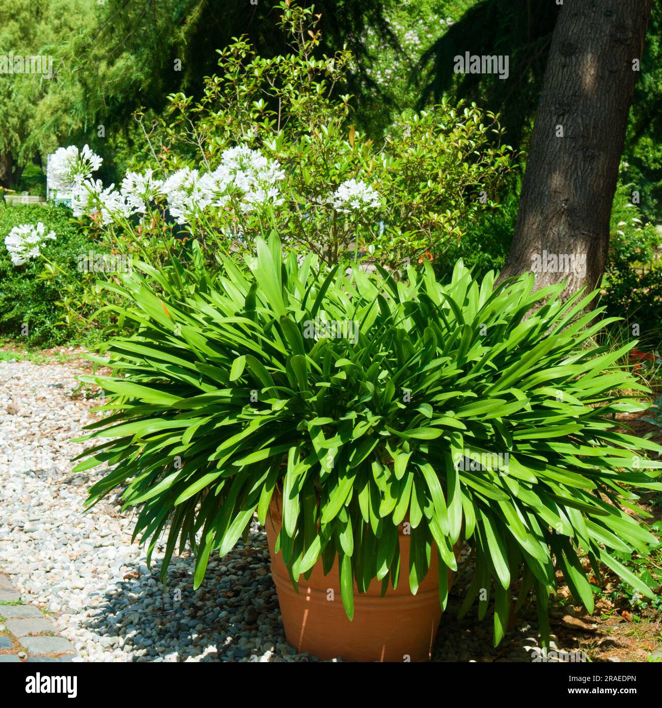 Daylily in a flower pot in a city garden Stock Photo - Alamy