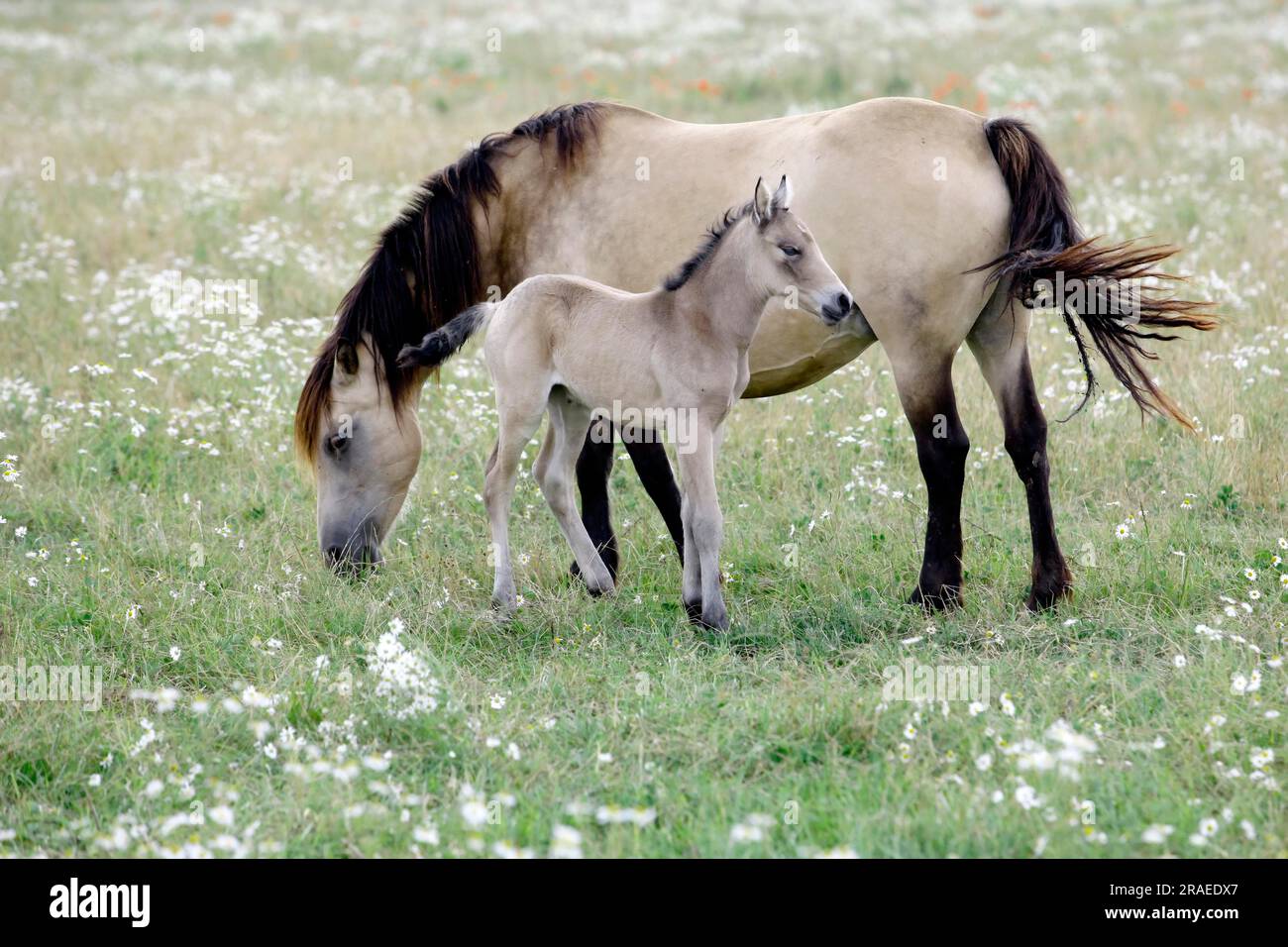 Horse-Mix, German Riding Pony - Haflinger, Foal Stock Photo - Alamy