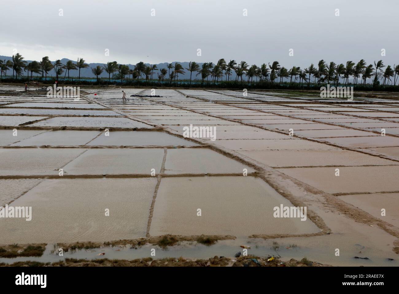 Cox's bazar, Bangladesh - May 15, 2023: Farmers are collecting salt ...