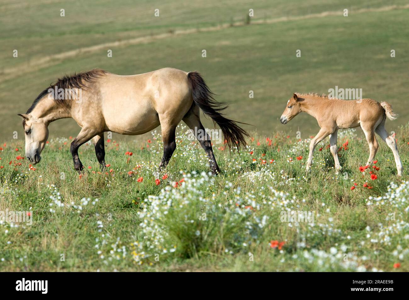 Horse-Mix, German Riding Pony - Haflinger, Foal Stock Photo - Alamy