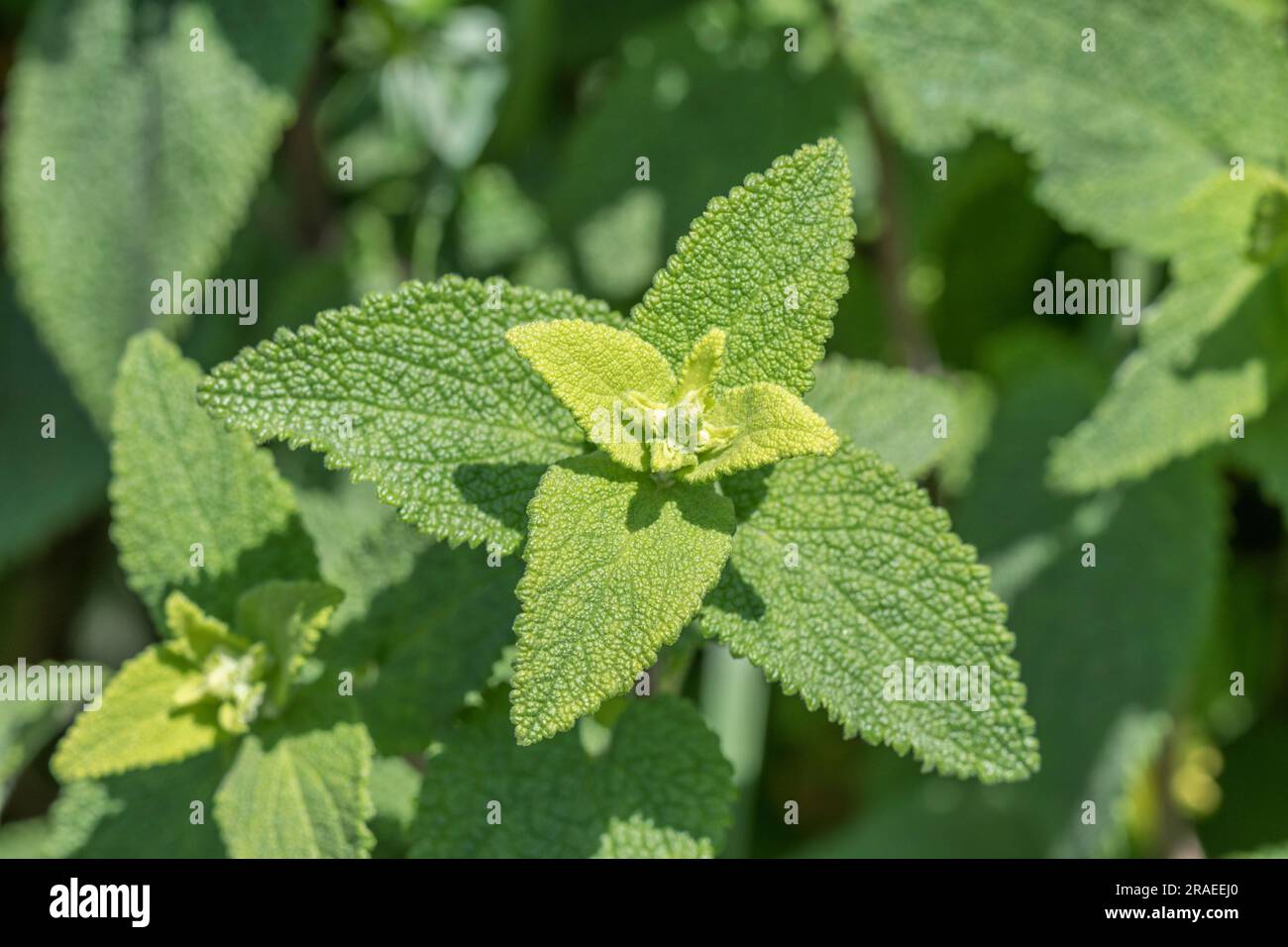 Sauvage sauge hi-res stock photography and images - Alamy