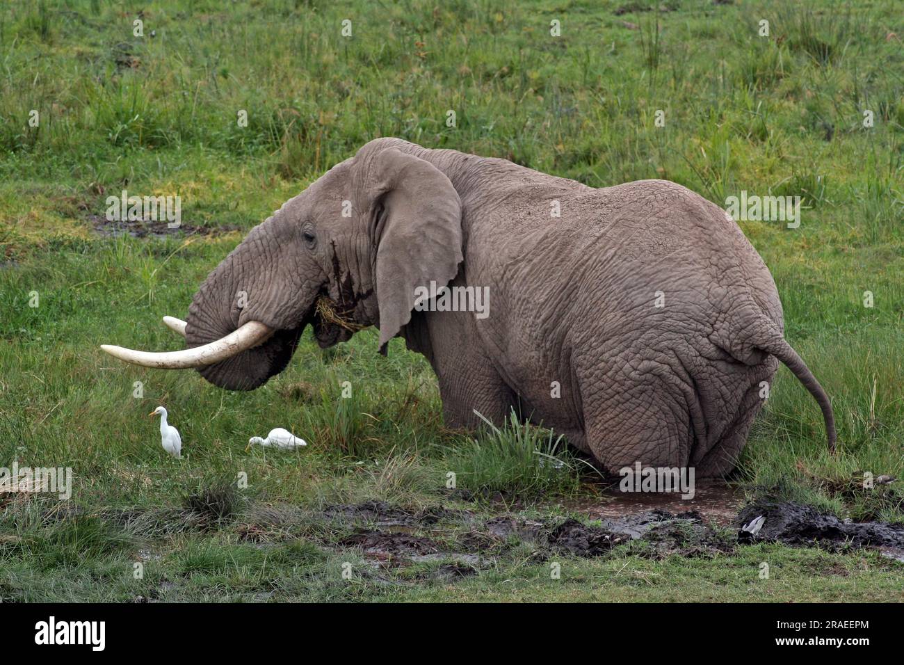 African elephant in the mud, Kenya, East Africa, mud bath, Amboseli ...
