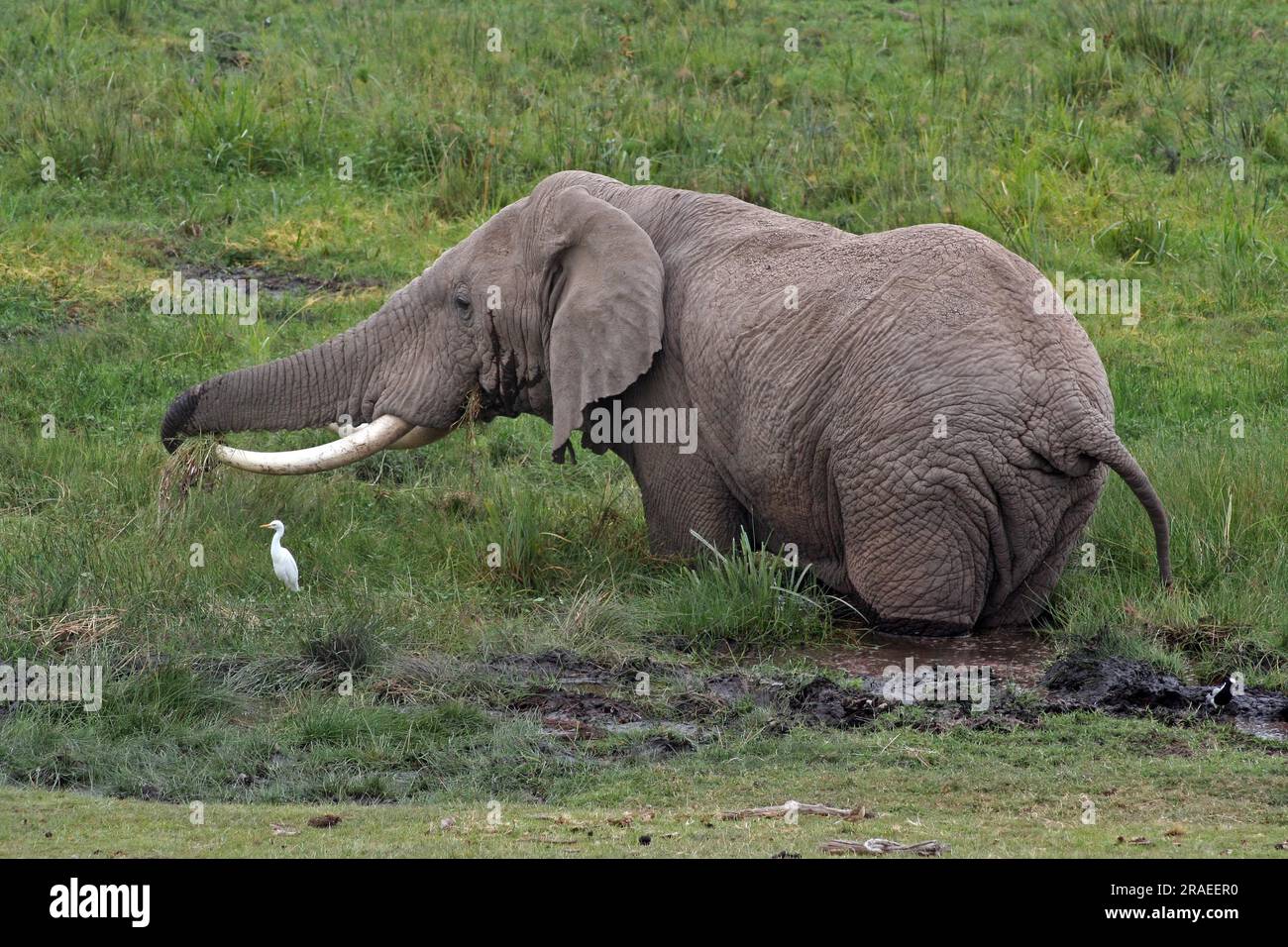 African elephant in the mud, Kenya, East Africa, mud bath, Amboseli ...