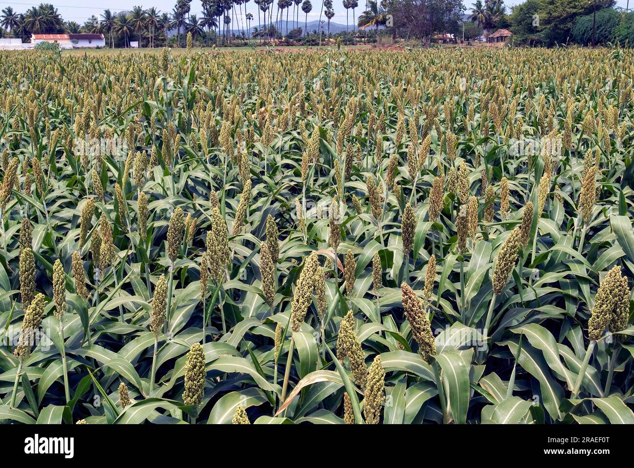 Agriculture jawar hi-res stock photography and images - Alamy