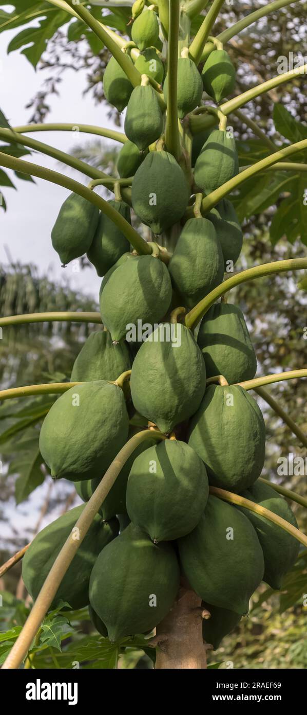 Detailed view of a bunch of papayas, a raw tropical fruit still on the ...