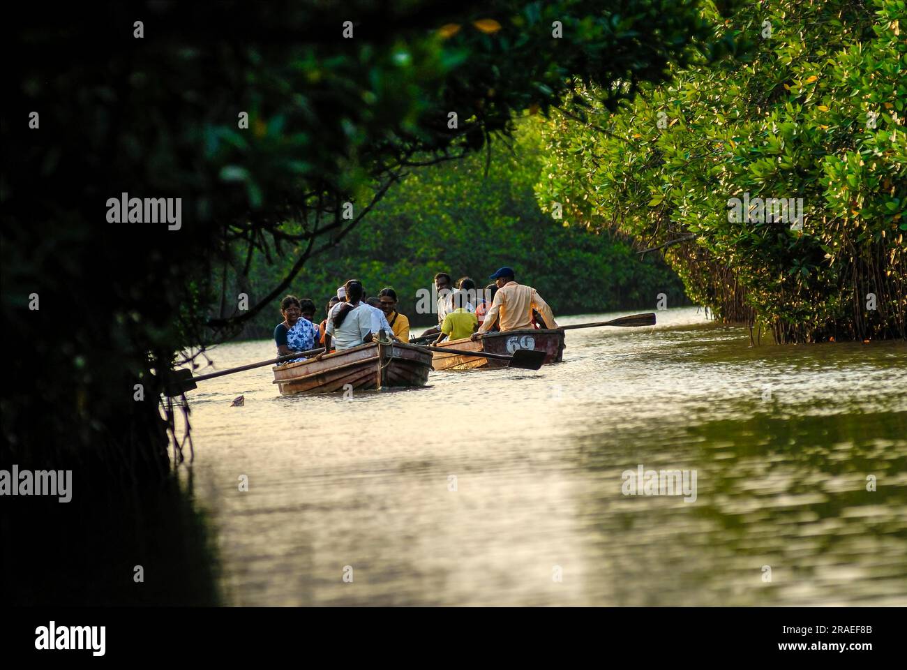 Tourists enjoying boating in backwater at Pichavaram mangrove forest ...