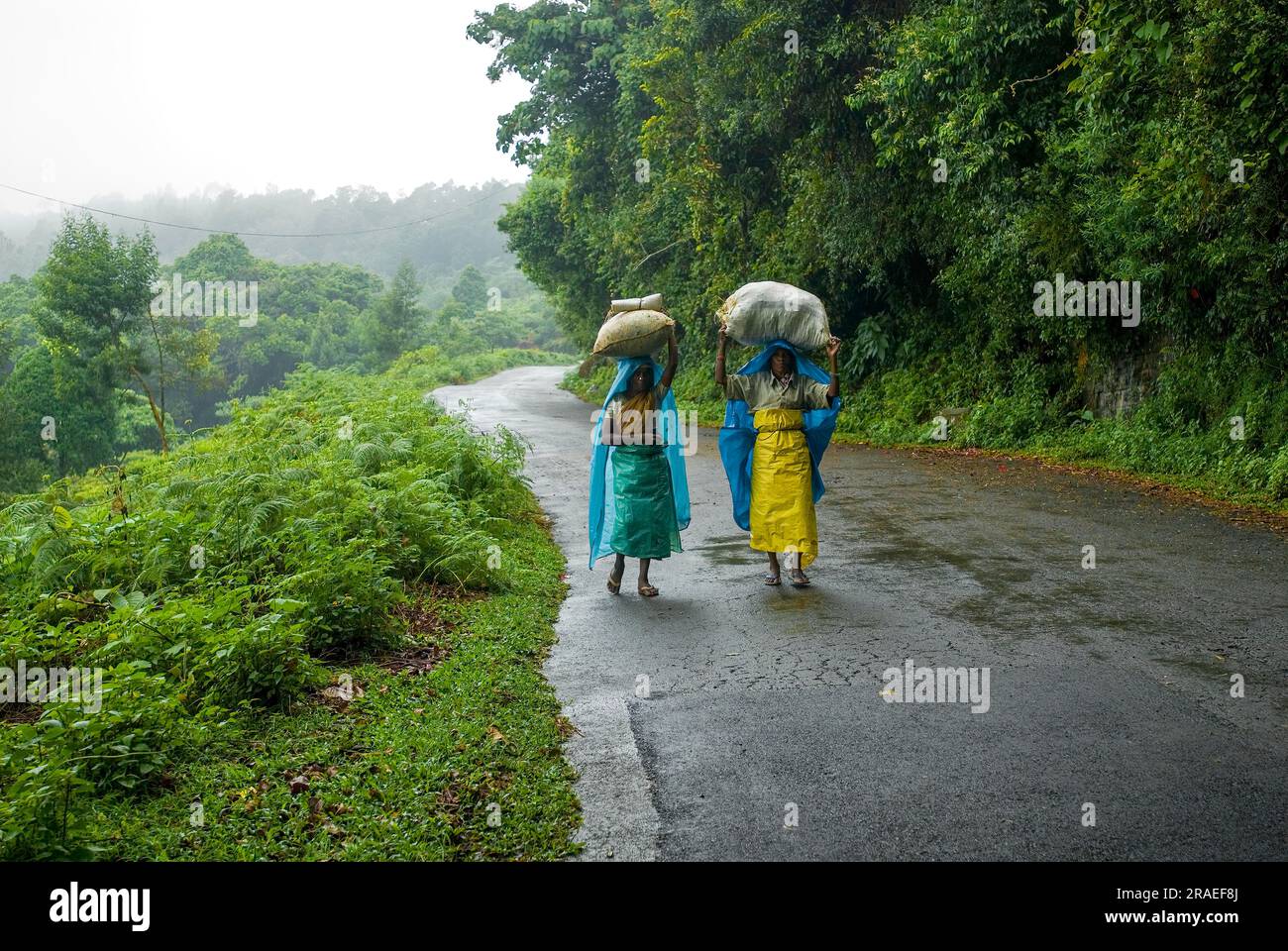 Farmers carrying Tea leaves over their head at kotagiri in Niligris ...