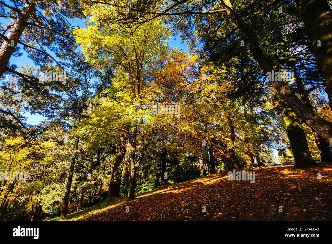 Wombat hill gardens hi-res stock photography and images - Alamy