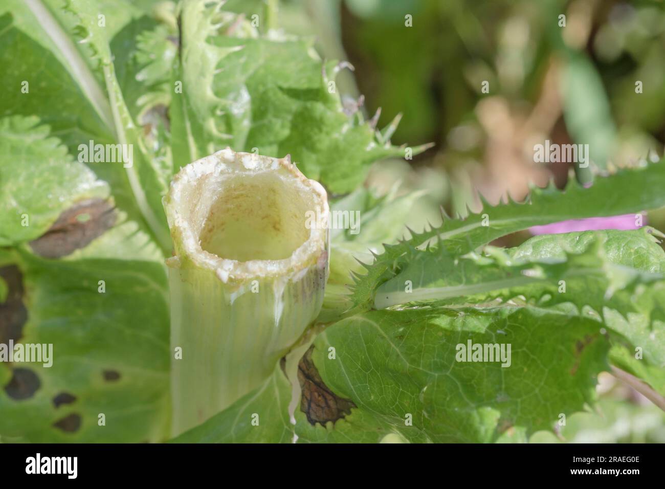 Milky latex sap oozing from broken stem or stalk of Prickly Sow-thistle ...