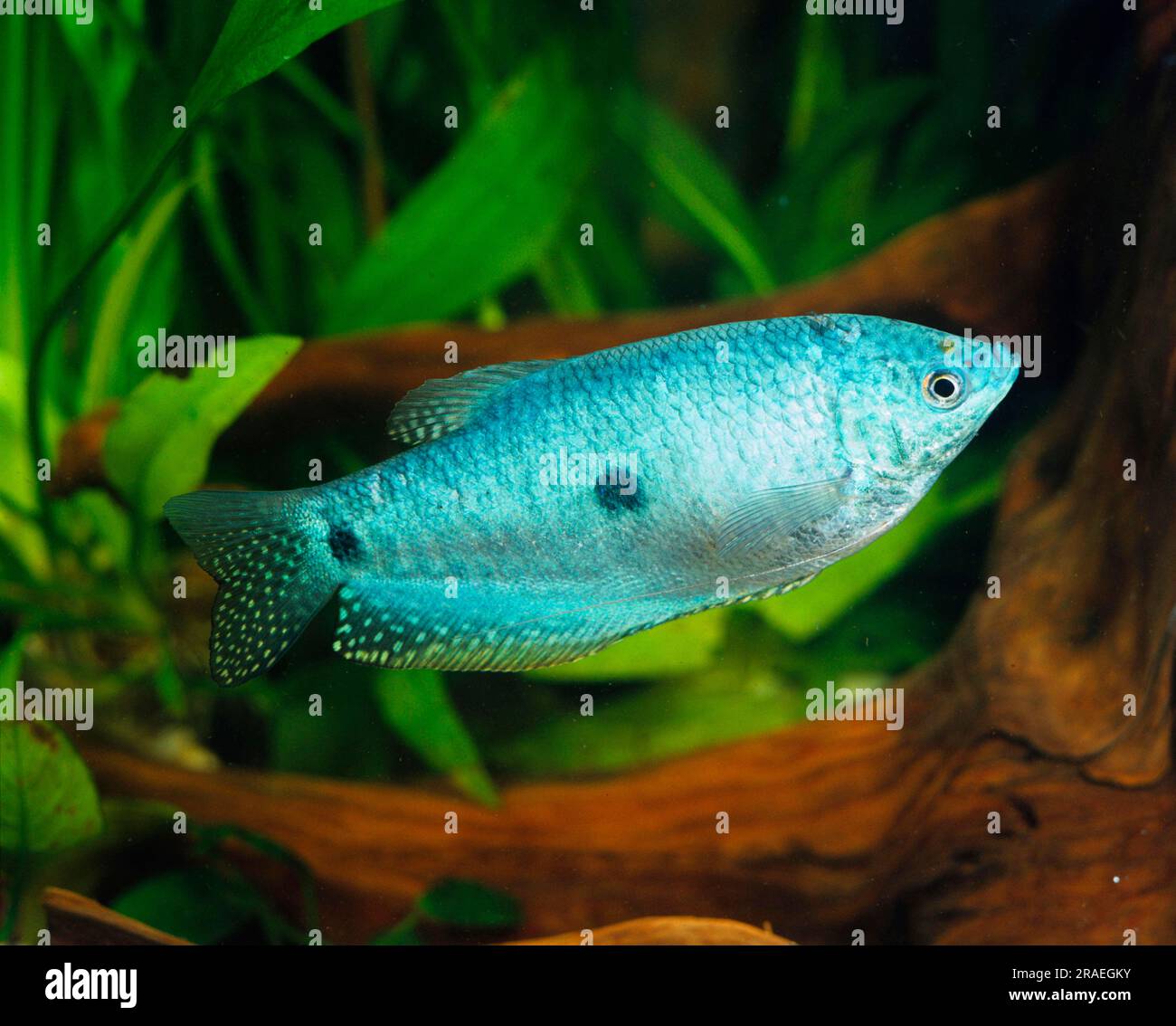 Blue gourami (Trichogaster sumatranus), lateral view Stock Photo - Alamy