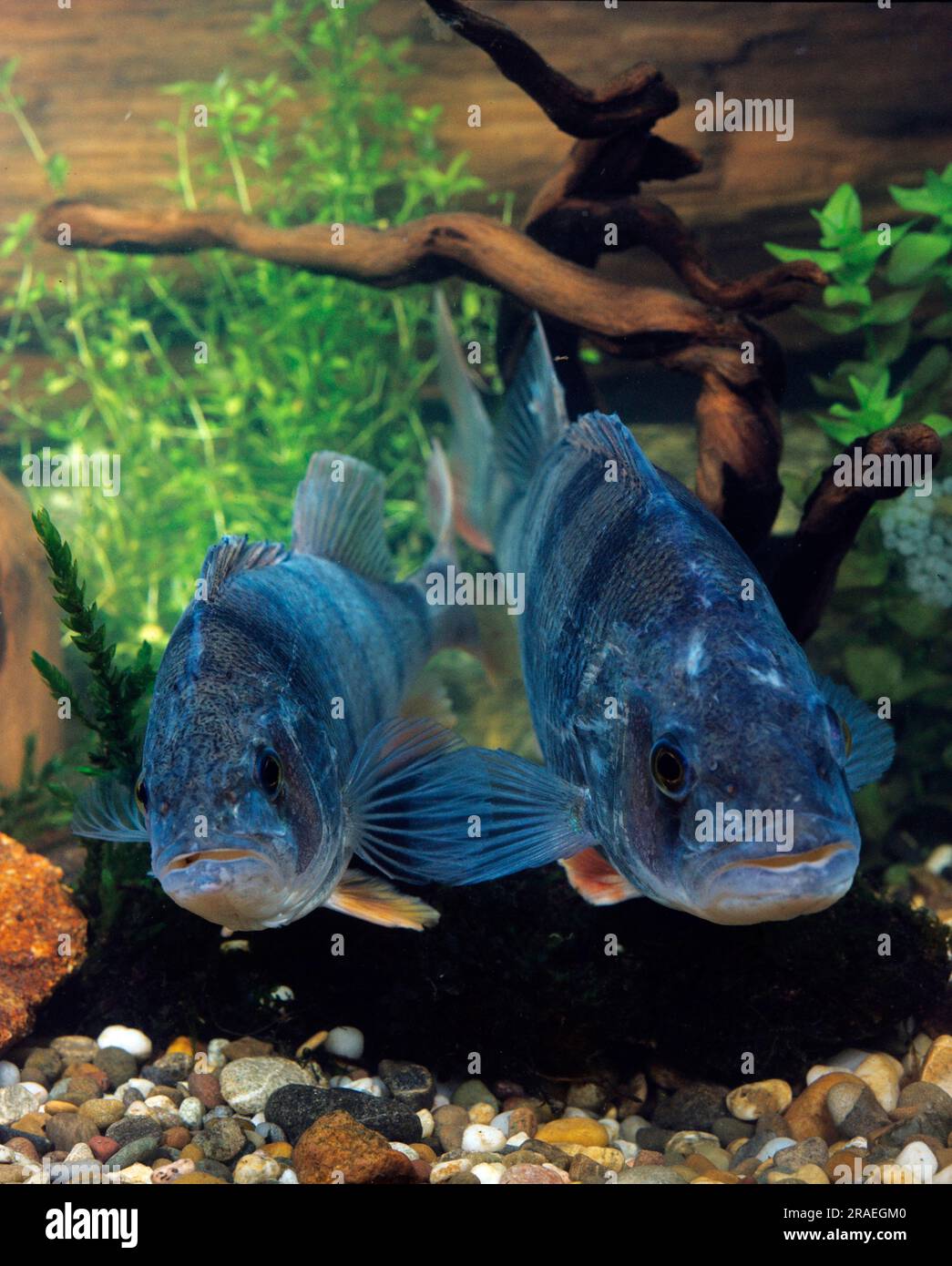 Perches perciformes hi-res stock photography and images - Alamy