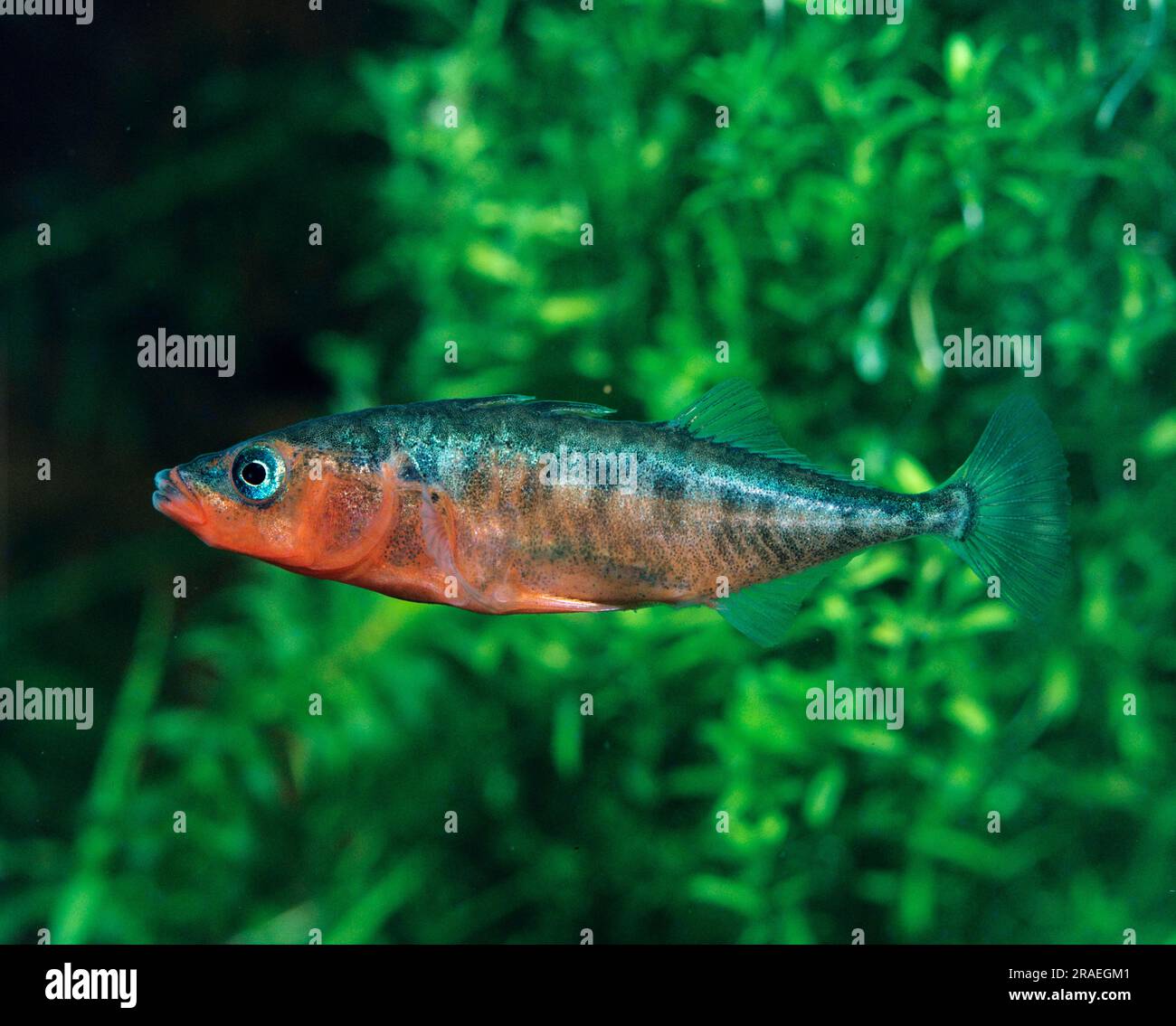 Three-spined stickleback (Gasterosteus aculeatus), lateral view Stock ...