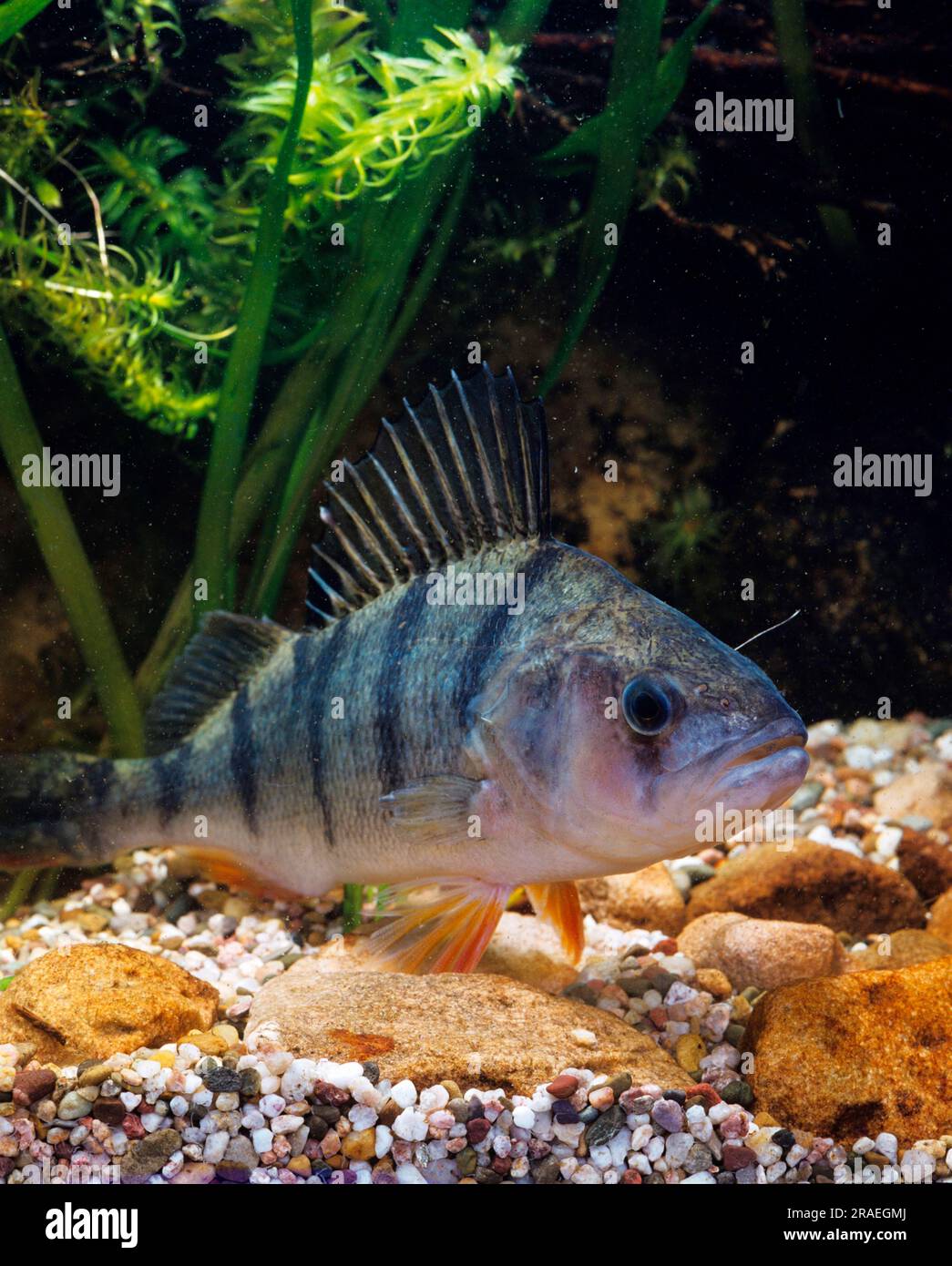 Percidae perch hi-res stock photography and images - Alamy