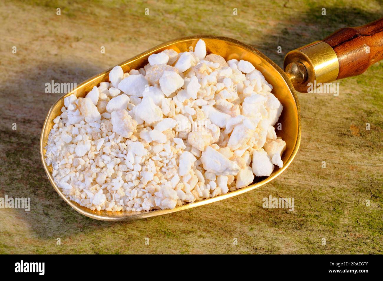 Manna (Manna cannelata conc Stock Photo - Alamy