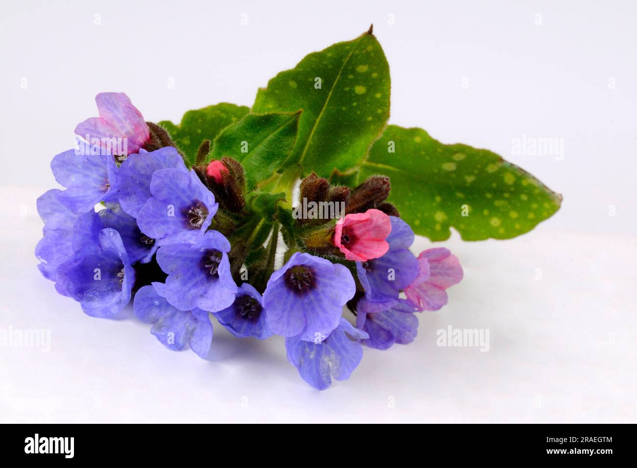 Common lungwort (Pulmonaria officinalis Stock Photo - Alamy