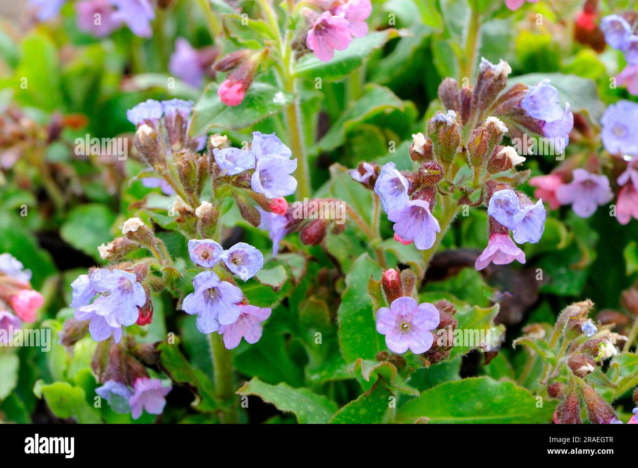 Common lungwort (Pulmonaria officinalis Stock Photo - Alamy