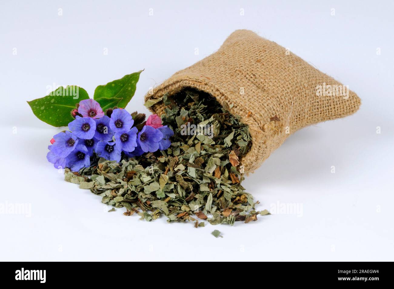 Common lungwort (Pulmonaria officinalis), fresh and dried Stock Photo ...