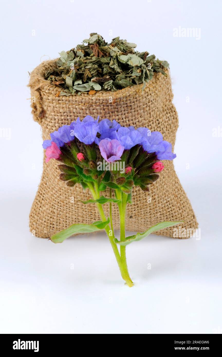 Common lungwort (Pulmonaria officinalis), fresh and dried Stock Photo ...