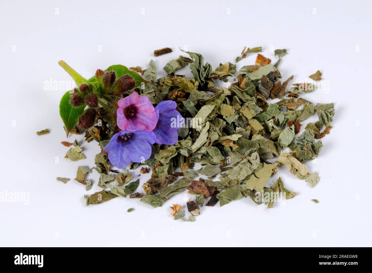 Common lungwort (Pulmonaria officinalis), fresh and dried Stock Photo ...