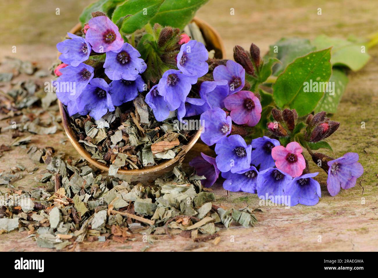 Common lungwort (Pulmonaria officinalis), fresh and dried Stock Photo ...