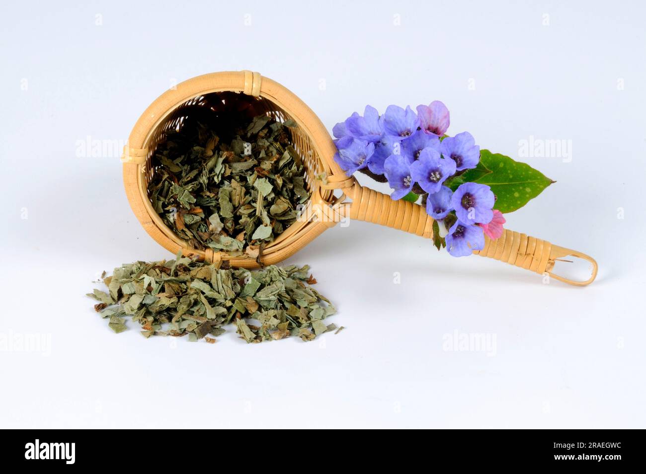 Common lungwort (Pulmonaria officinalis), fresh and dried Stock Photo ...