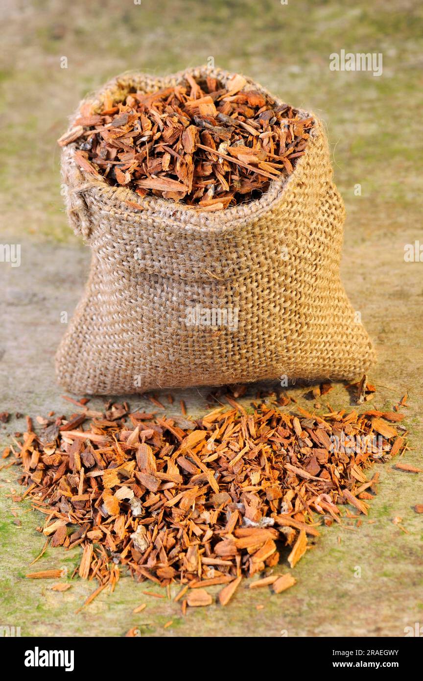 Chinese bark (Cortex chinae), dried bark of (Cinchona pubescens ...