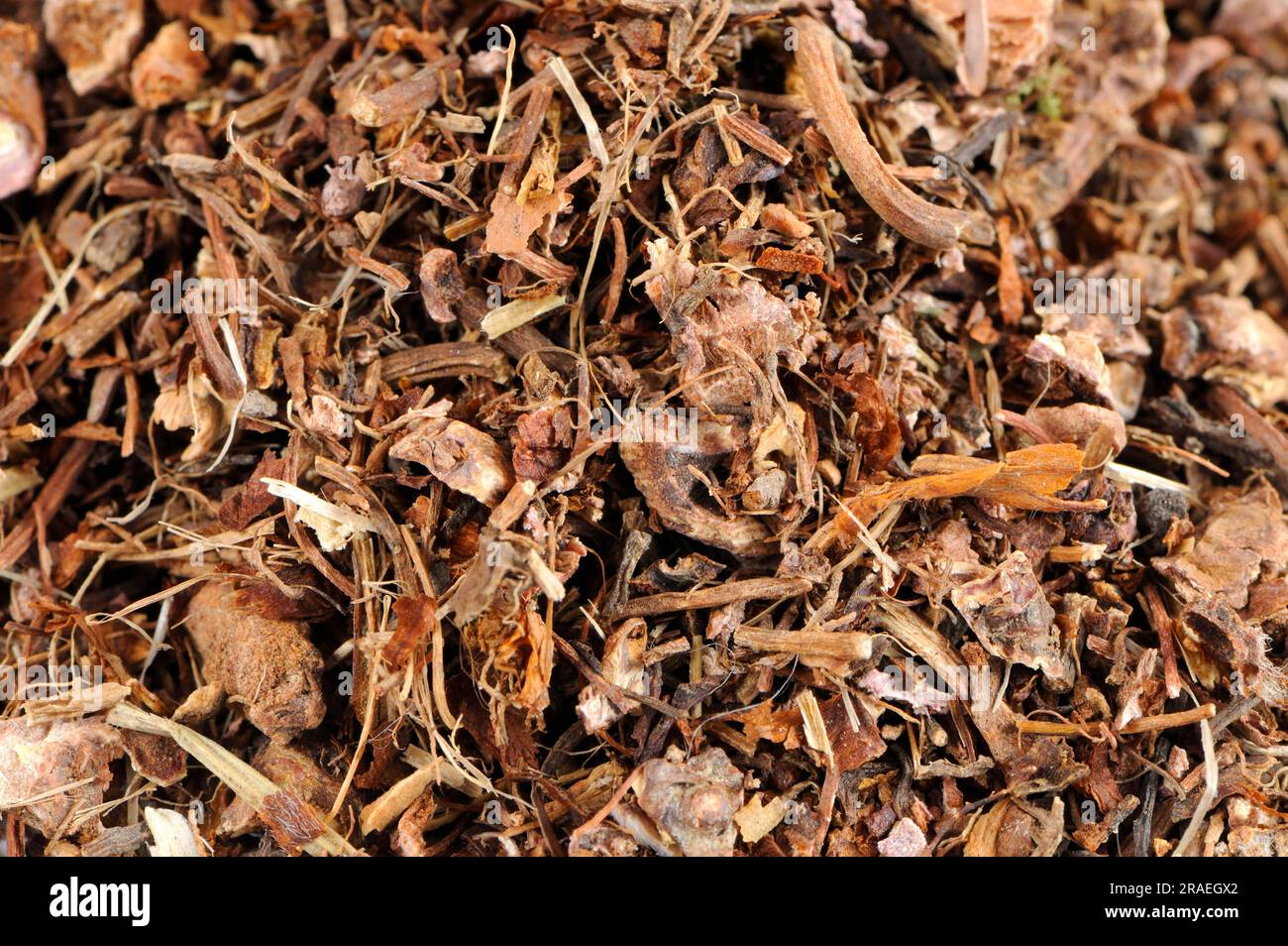 Wood avens (Geum urbanum) (Radix gei urbani), benedict root, buschnelk ...