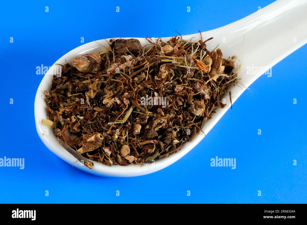 Wood avens (Geum urbanum) (Radix gei urbani), benedict root, buschnelk ...