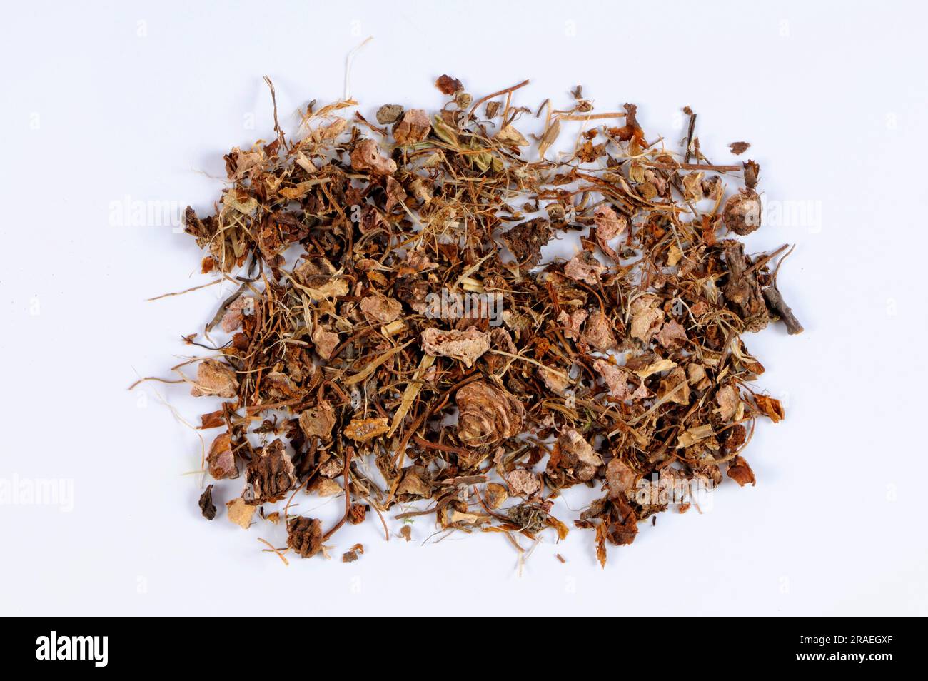 Wood avens (Geum urbanum) (Radix gei urbani), Benedicte root, buschnelk ...