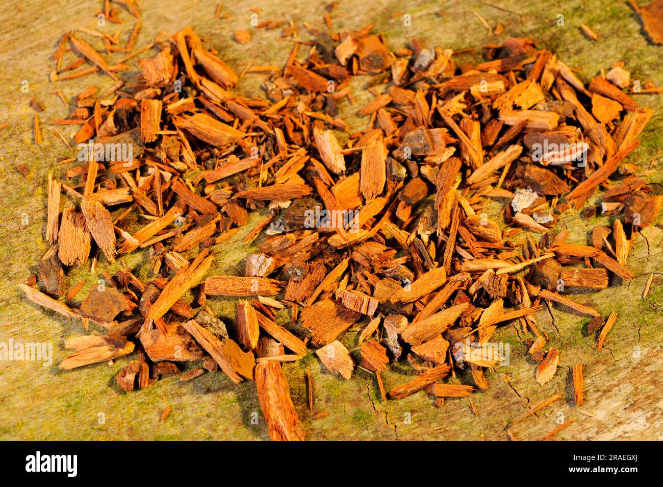Bark cinchona pubescens hi-res stock photography and images - Alamy
