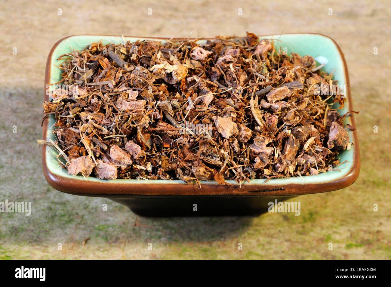 Wood avens (Geum urbanum) (Radix gei urbani), benedict root, buschnelk ...