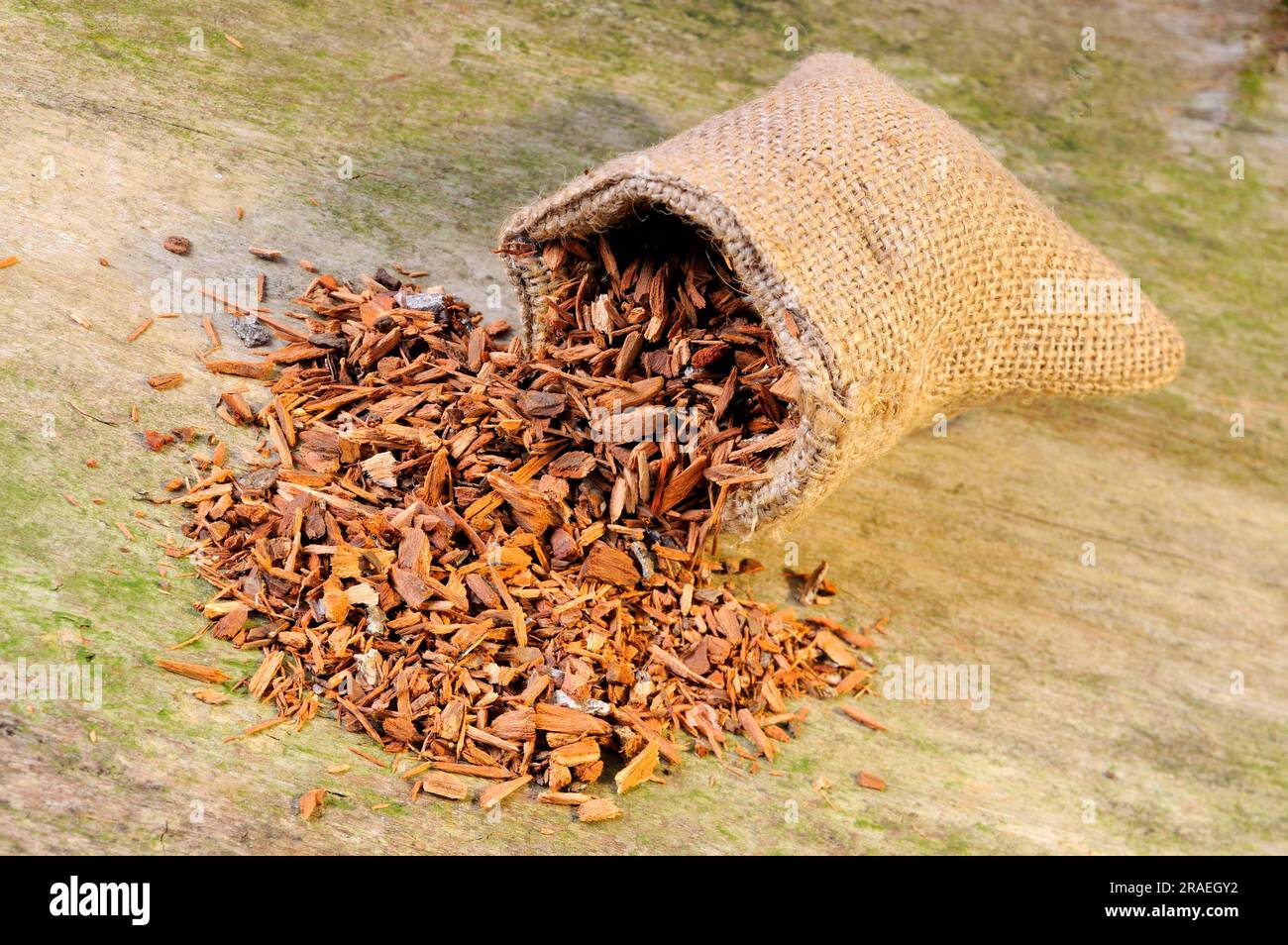 Cinchona tree hi-res stock photography and images - Alamy