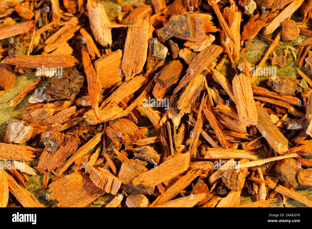 Cinchona tree hi-res stock photography and images - Alamy