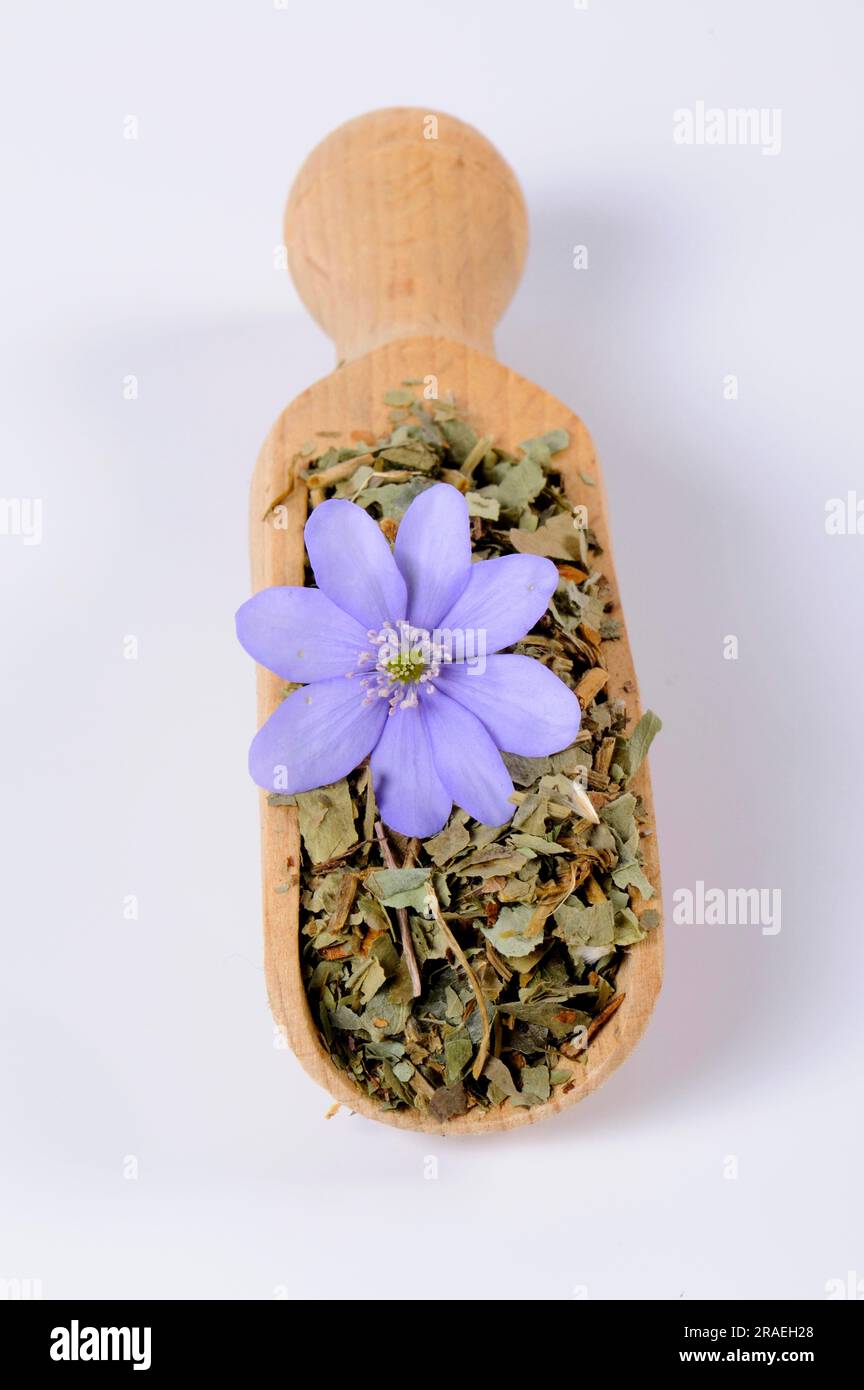 Liverwort (Hepatica nobilis), dried, cut out, object Stock Photo - Alamy
