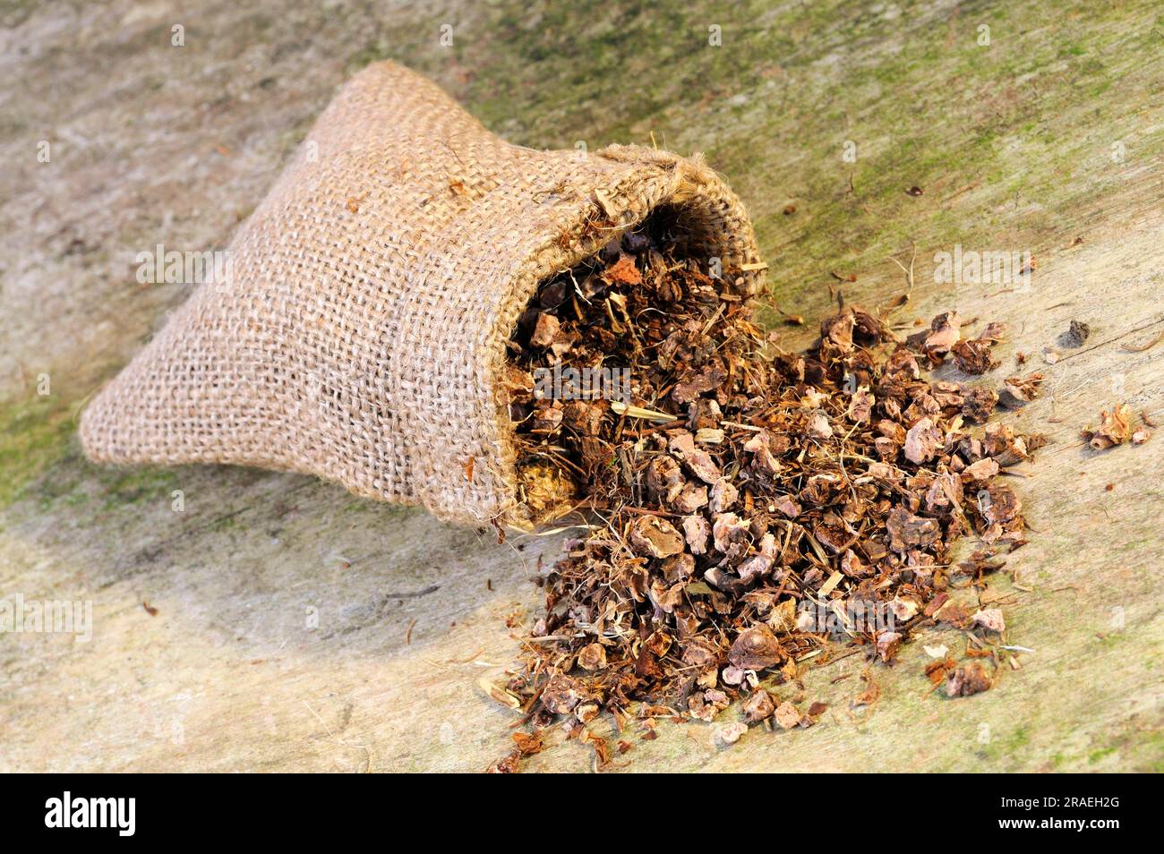 Wood avens (Geum urbanum) (Radix gei urbani), benedict root, buschnelk ...
