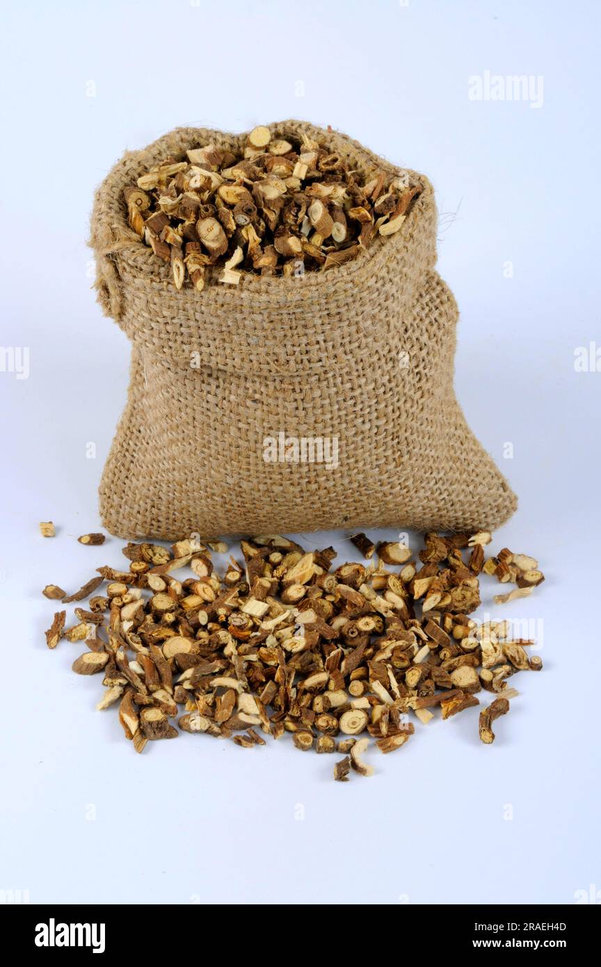Chinese rabbit ear root (Bupleuri Radix), Chai Hu, cut out, object ...