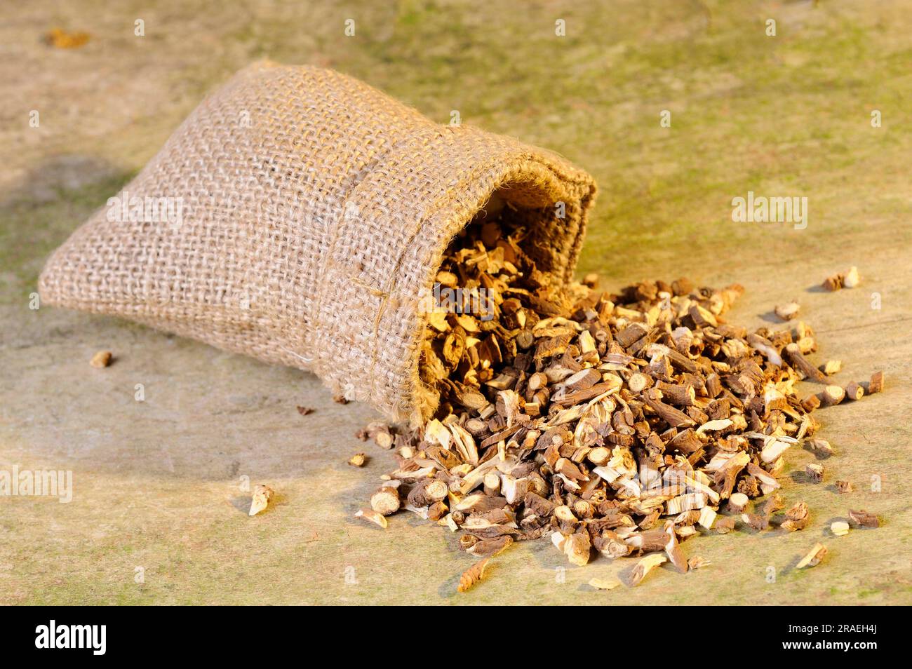 Chinese Rabbit Ear Root (Bupleuri Radix), Chai Hu Stock Photo - Alamy