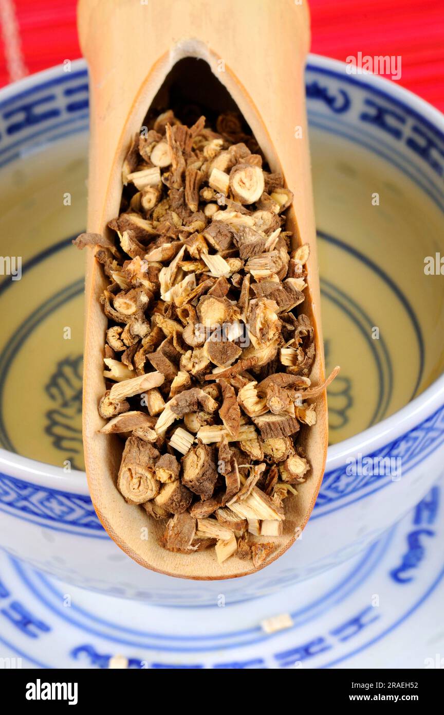 Cup of Chinese Rabbit Ear Root Tea (Bupleuri Radix), Chai Hu, Rabbit ...