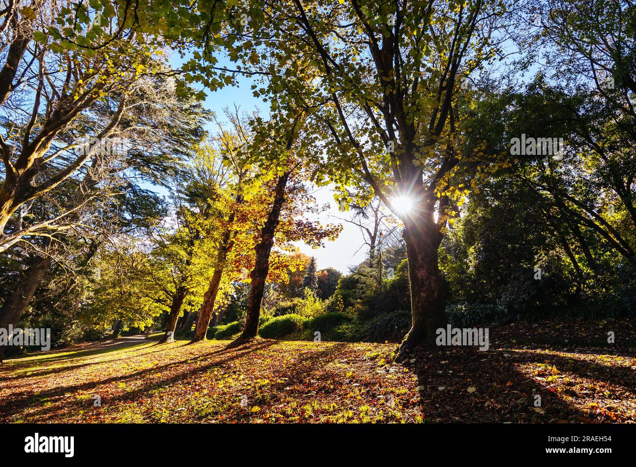 Wombat Hill Botanic Gardens in Daylesford Australia Stock Photo - Alamy